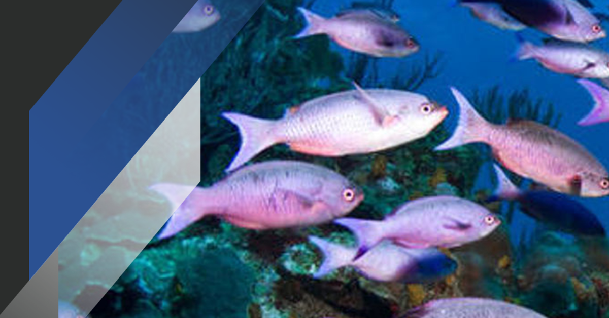 DWS supports WWF's marine conservation projects